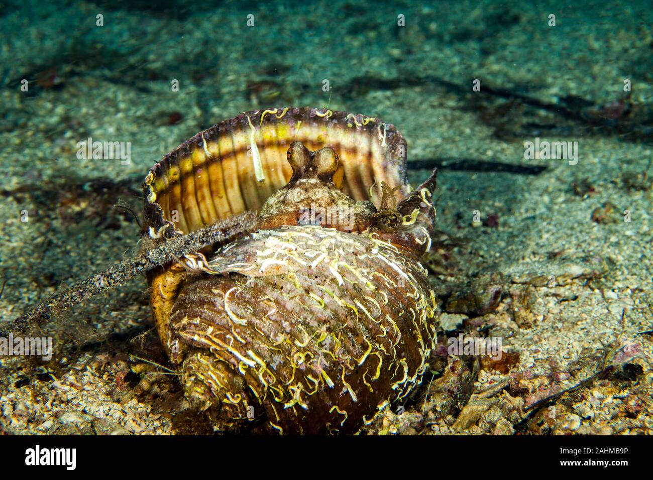 Common octopus (Octopus vulgaris) hides in a shell from an giant tun ...