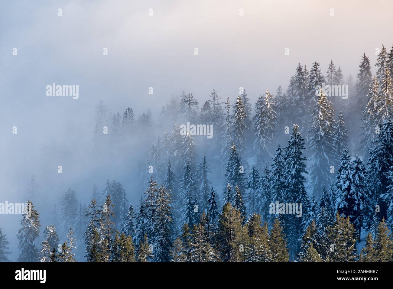 Misty winter forest hi-res stock photography and images - Alamy