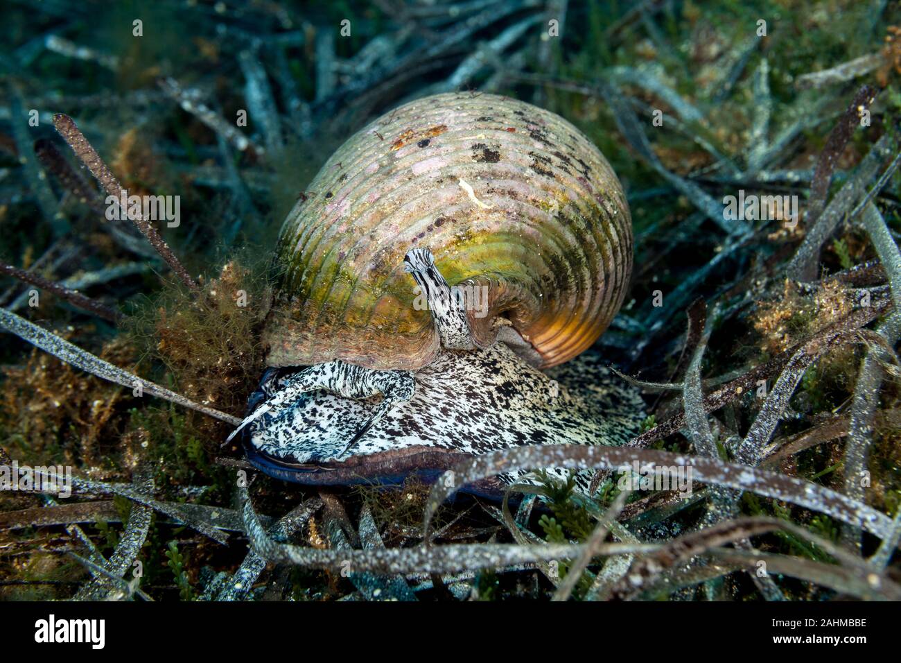 Giant tun, is a species of marine gastropod mollusc in the family ...