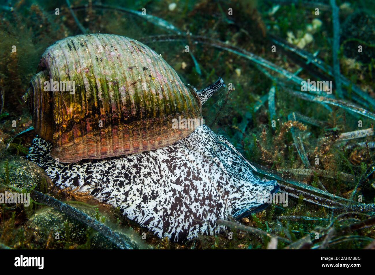Giant tun, is a species of marine gastropod mollusc in the family ...