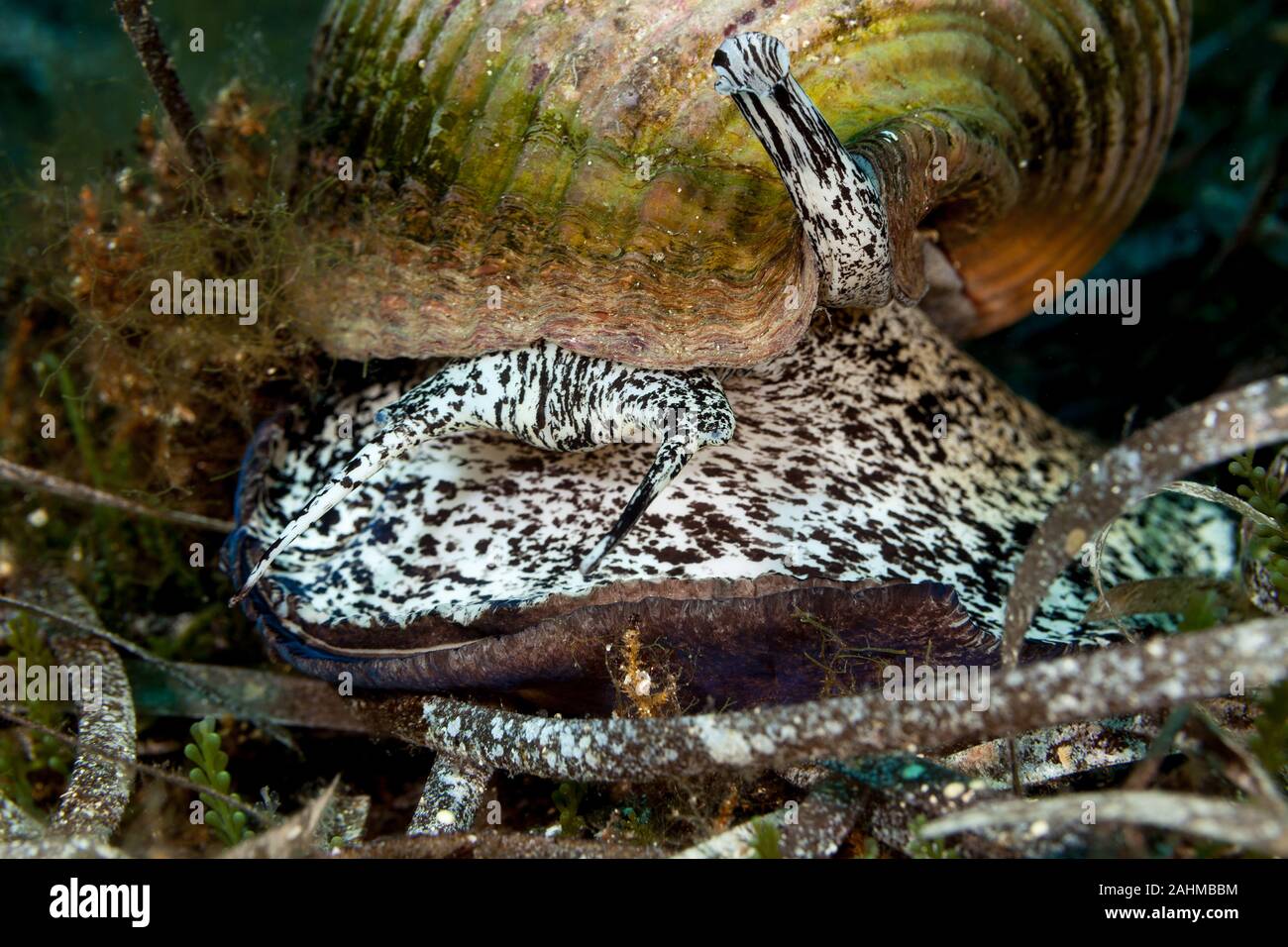Giant tun, is a species of marine gastropod mollusc in the family ...