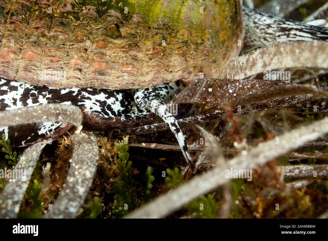 Giant tun, is a species of marine gastropod mollusc in the family ...