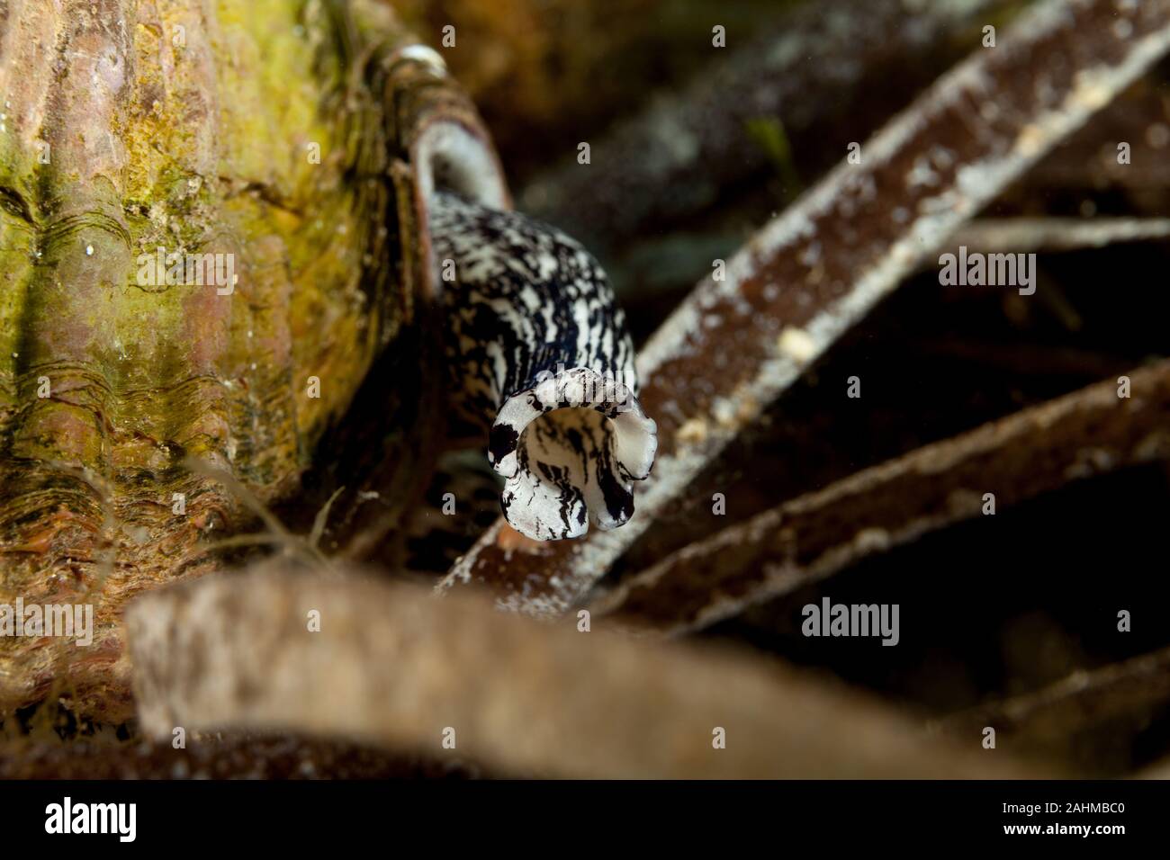 Giant tun, is a species of marine gastropod mollusc in the family ...