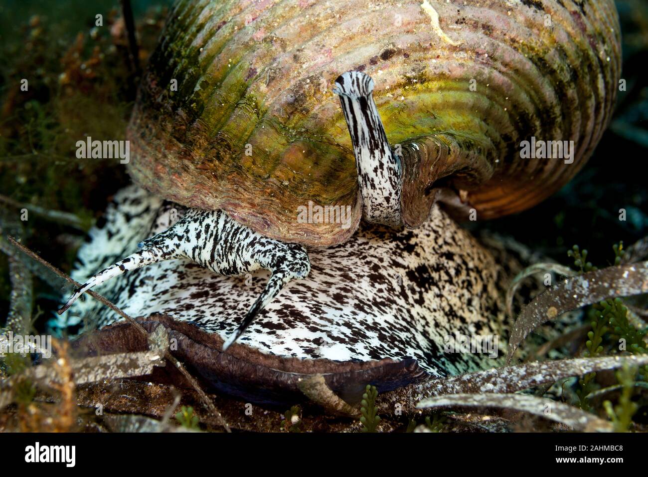 Giant tun, is a species of marine gastropod mollusc in the family ...