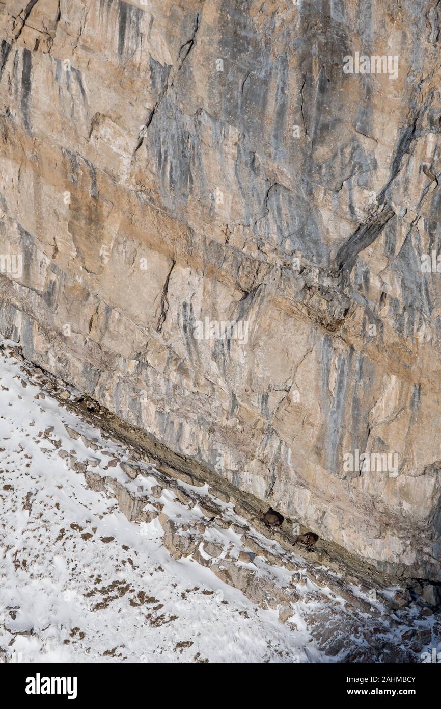 Swiss alpine ibex cliff hi-res stock photography and images - Alamy
