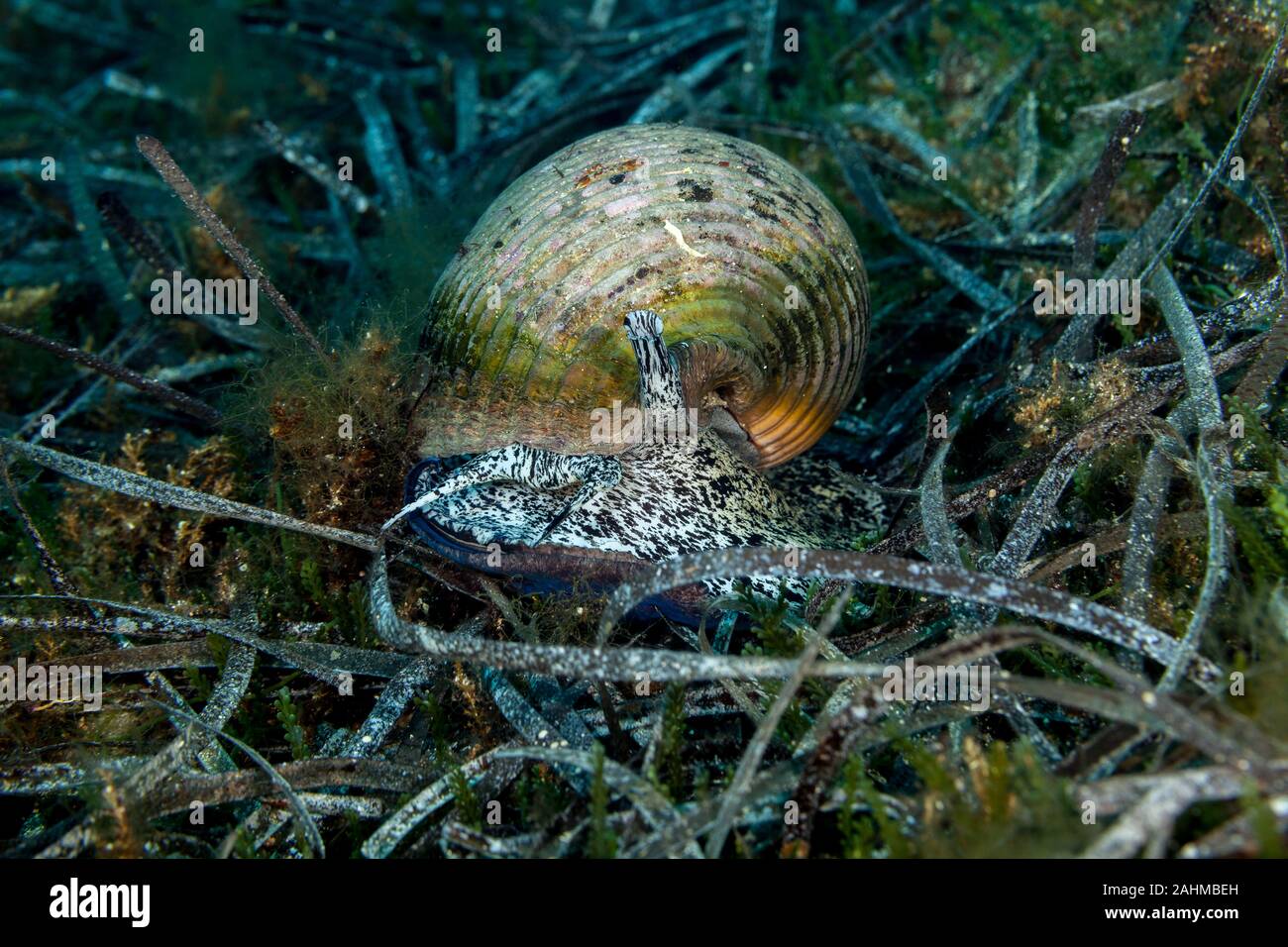 Giant tun, is a species of marine gastropod mollusc in the family ...