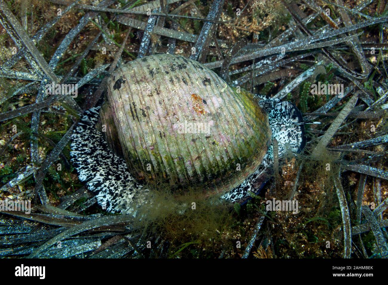 Giant tun, is a species of marine gastropod mollusc in the family ...