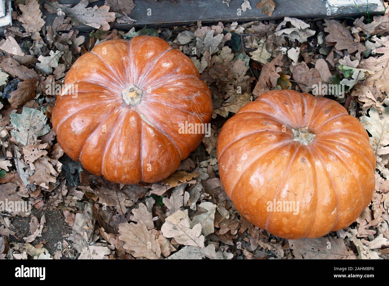 Big fat pumpkin hi-res stock photography and images - Alamy