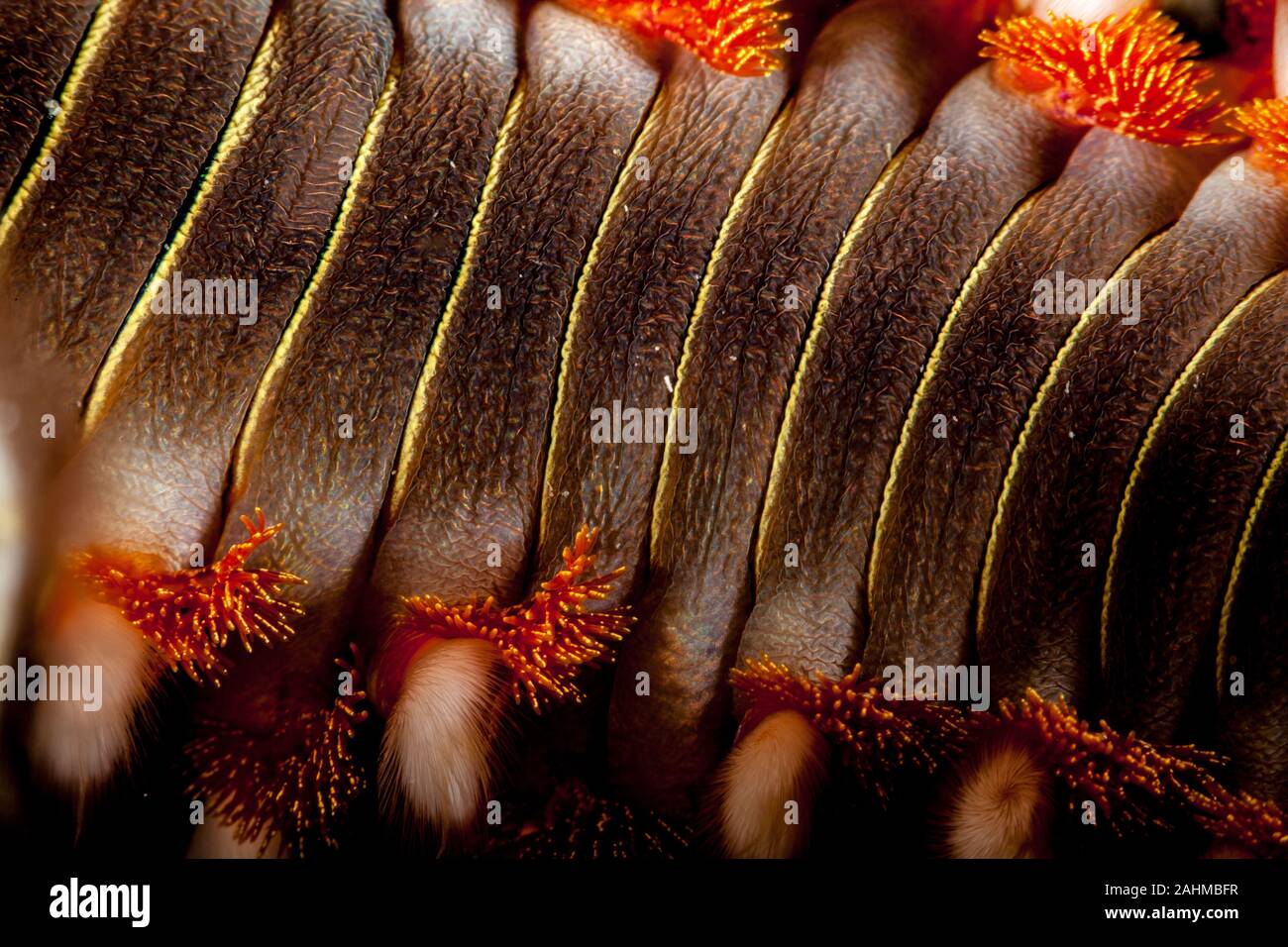 The bearded fireworm (Hermodice carunculata) is a type of marine ...