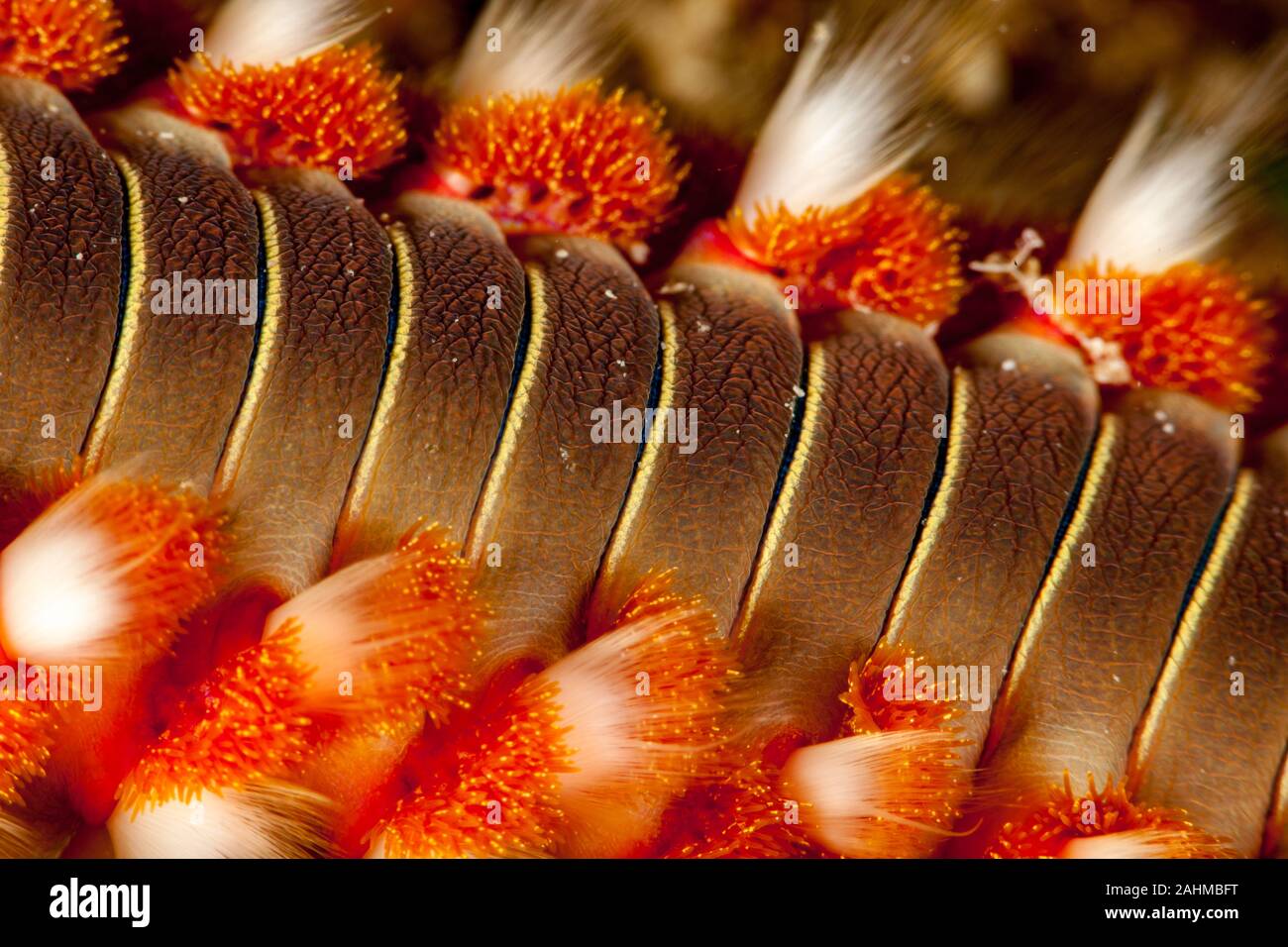 The bearded fireworm (Hermodice carunculata) is a type of marine ...