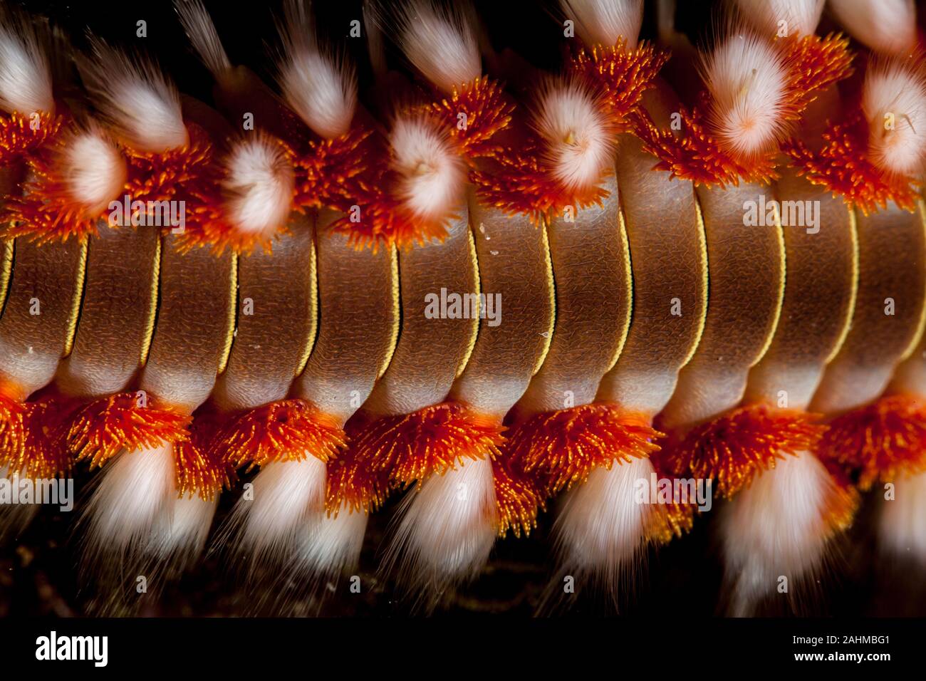 The bearded fireworm (Hermodice carunculata) is a type of marine ...