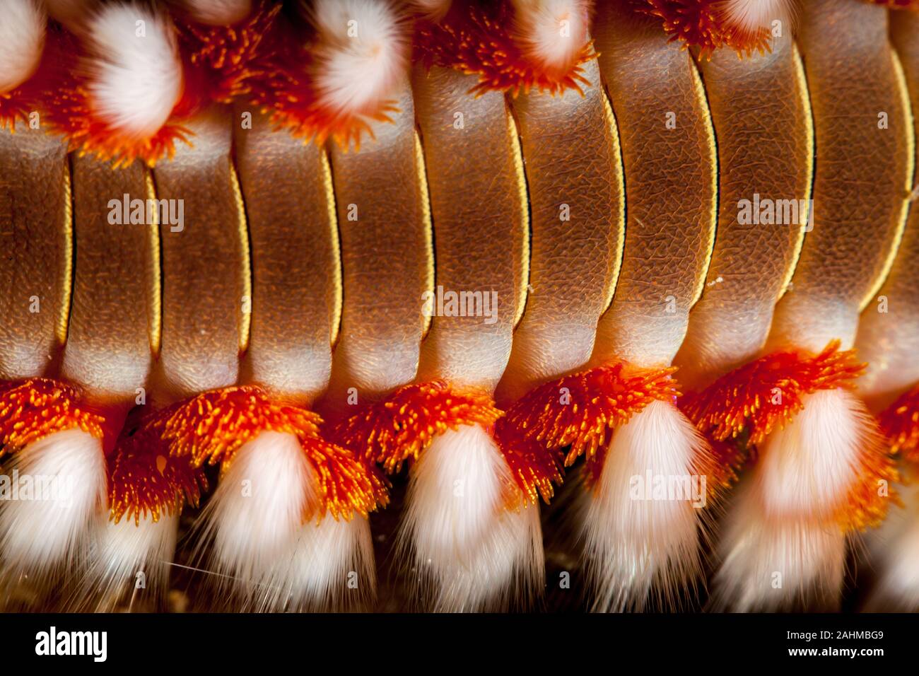The bearded fireworm (Hermodice carunculata) is a type of marine ...
