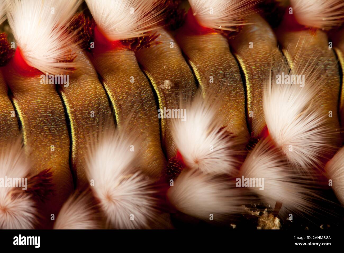 The bearded fireworm (Hermodice carunculata) is a type of marine ...