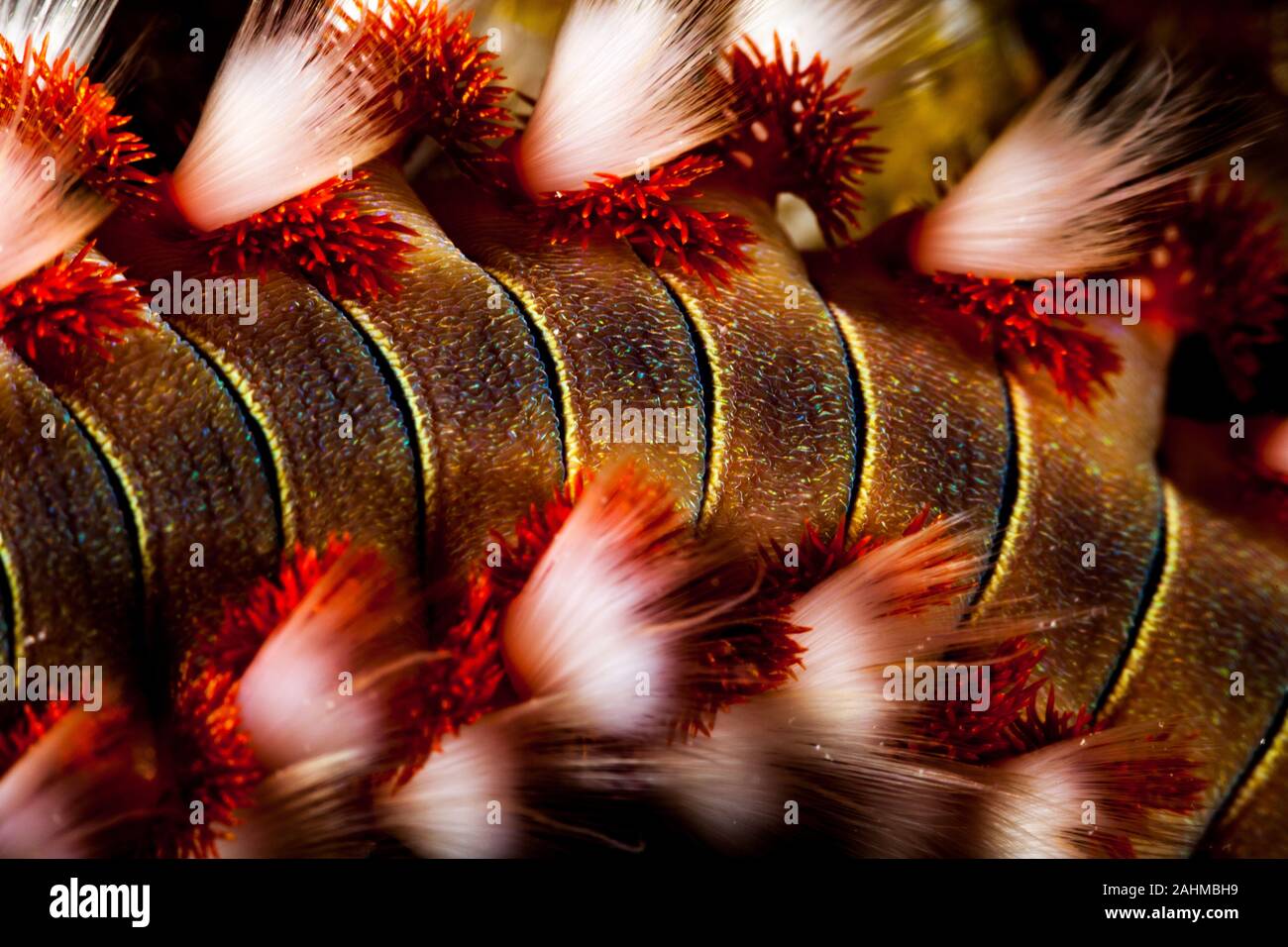 The bearded fireworm (Hermodice carunculata) is a type of marine ...