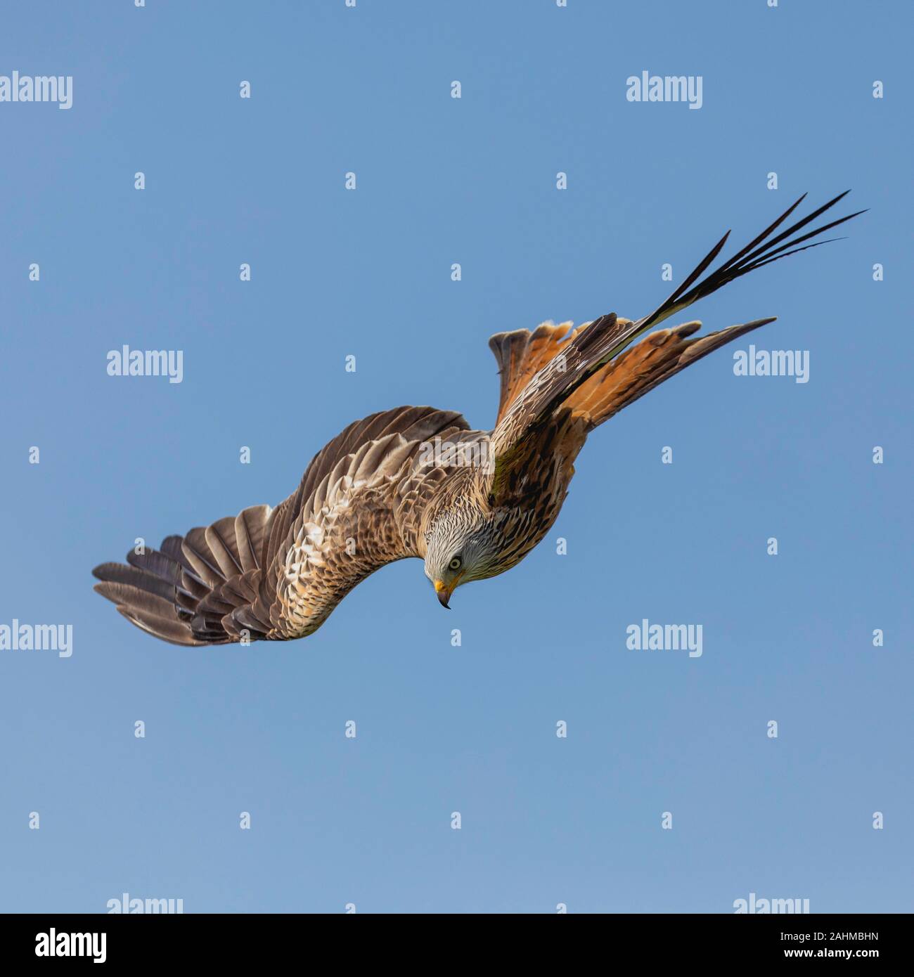 Red Kite Diving Stock Photo - Alamy