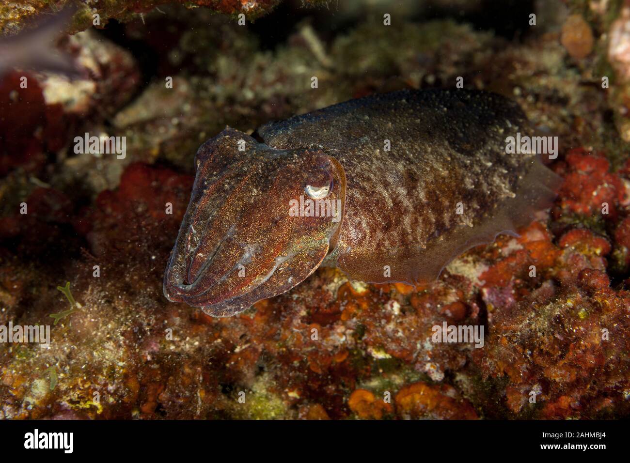 Common cuttlefish or European common cuttlefish, Sepia officinalis ...