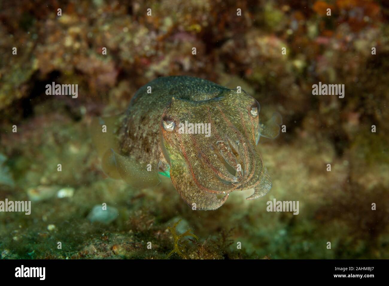 Common cuttlefish or European common cuttlefish, Sepia officinalis ...