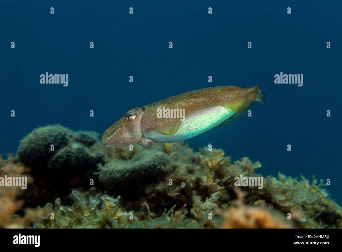 Common cuttlefish or European common cuttlefish, Sepia officinalis ...