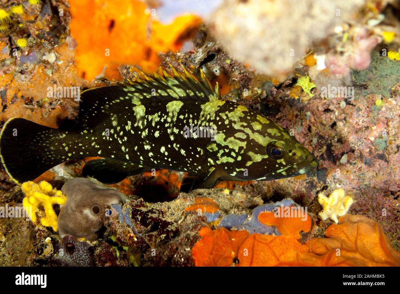 Yellowbelly rock cod hi-res stock photography and images - Alamy