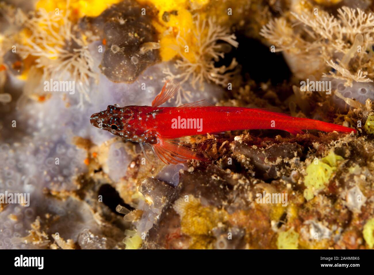 Red pointed head fish, Tripterygion melanurus Stock Photo - Alamy