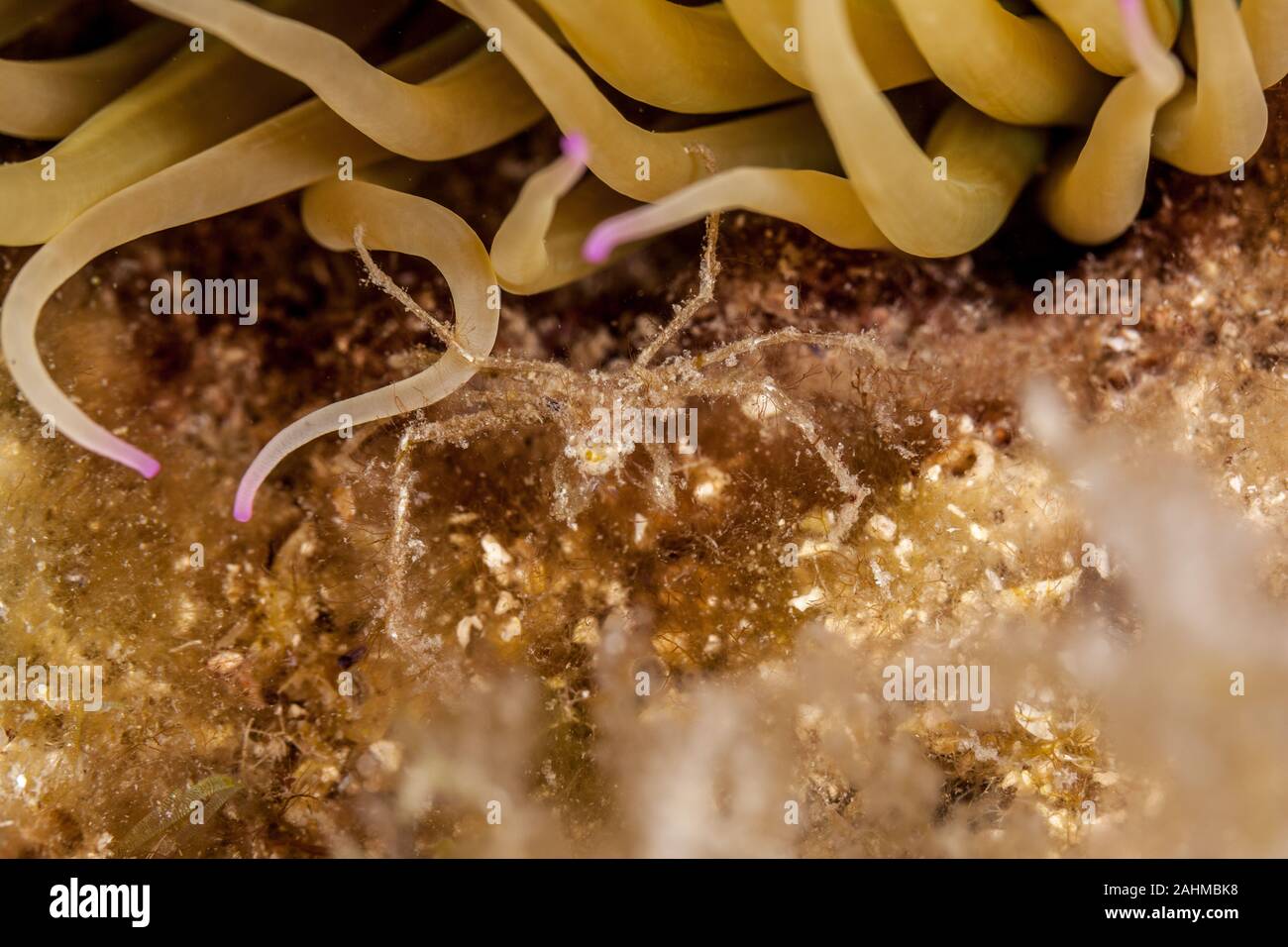 Spider crab, inachus phalangium and snakelocks anemone Stock Photo - Alamy