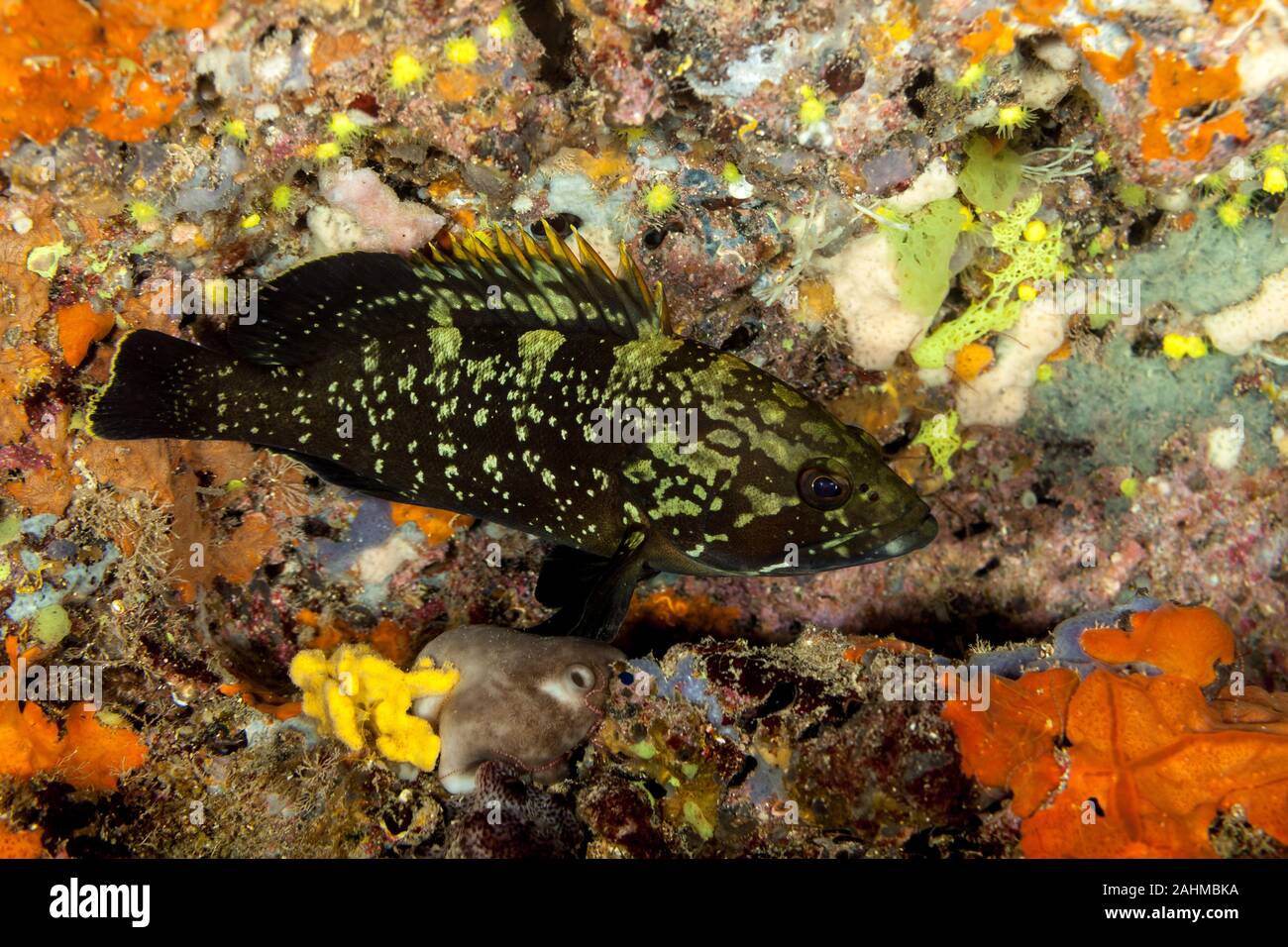 Rock Cod High Resolution Stock Photography and Images - Alamy