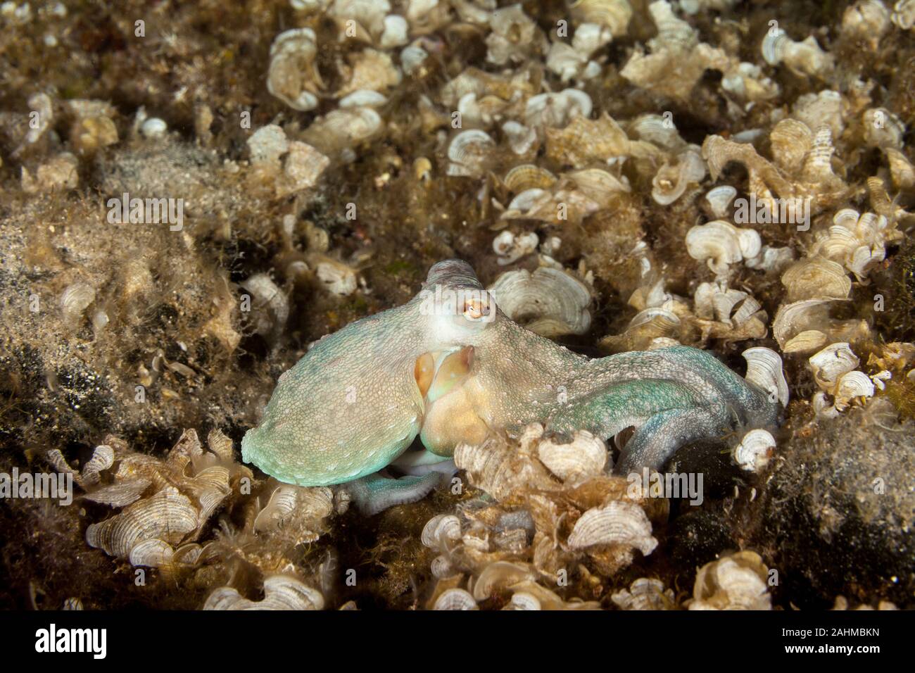 Common octopus, Octopus vulgaris Stock Photo - Alamy