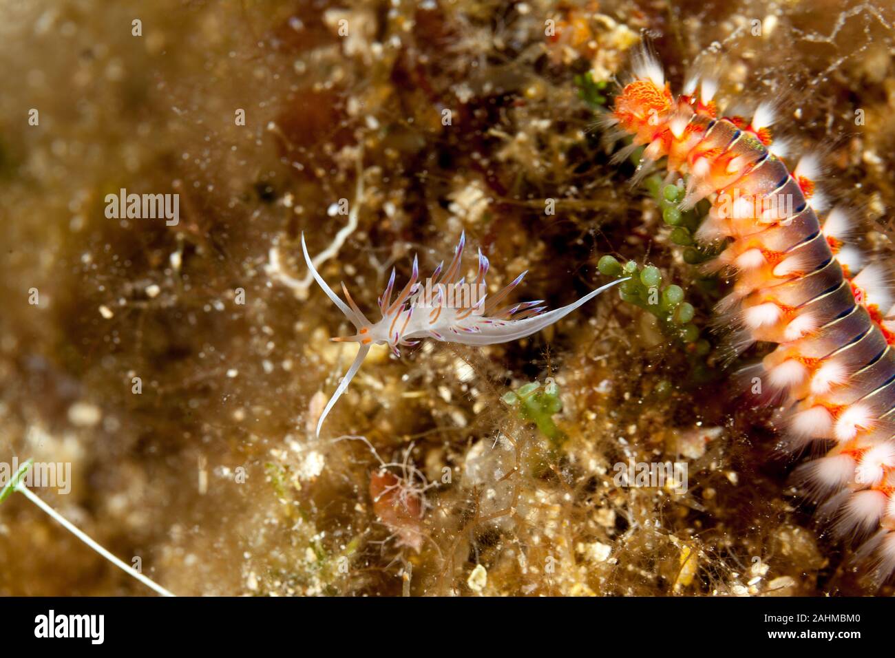 beautiful mediterranean sea slug Cratena peregrina and a bearded ...