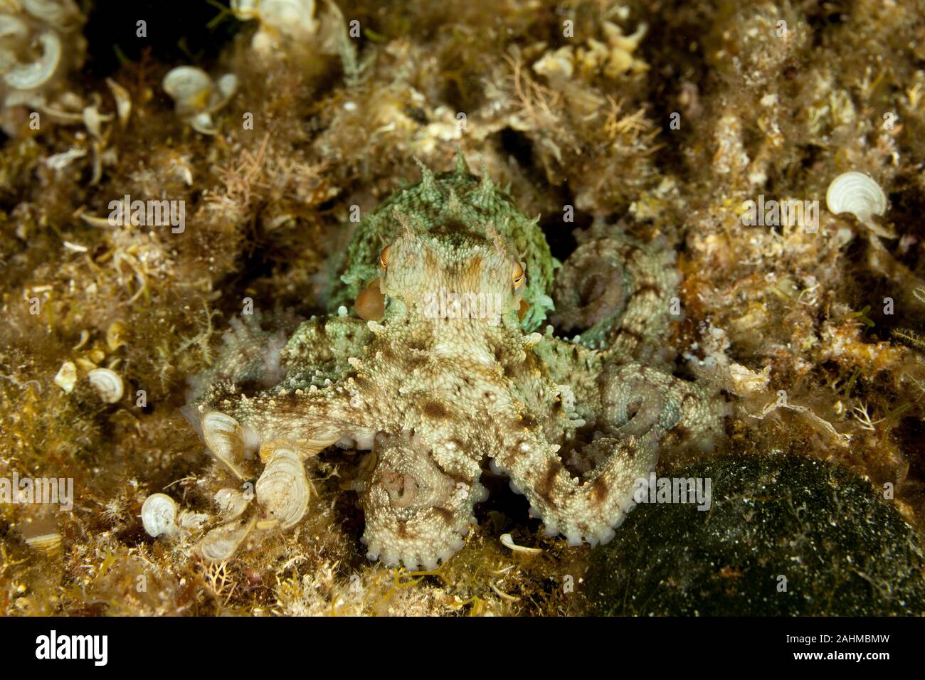 Octopus Vulgaris Arms High Resolution Stock Photography and Images - Alamy