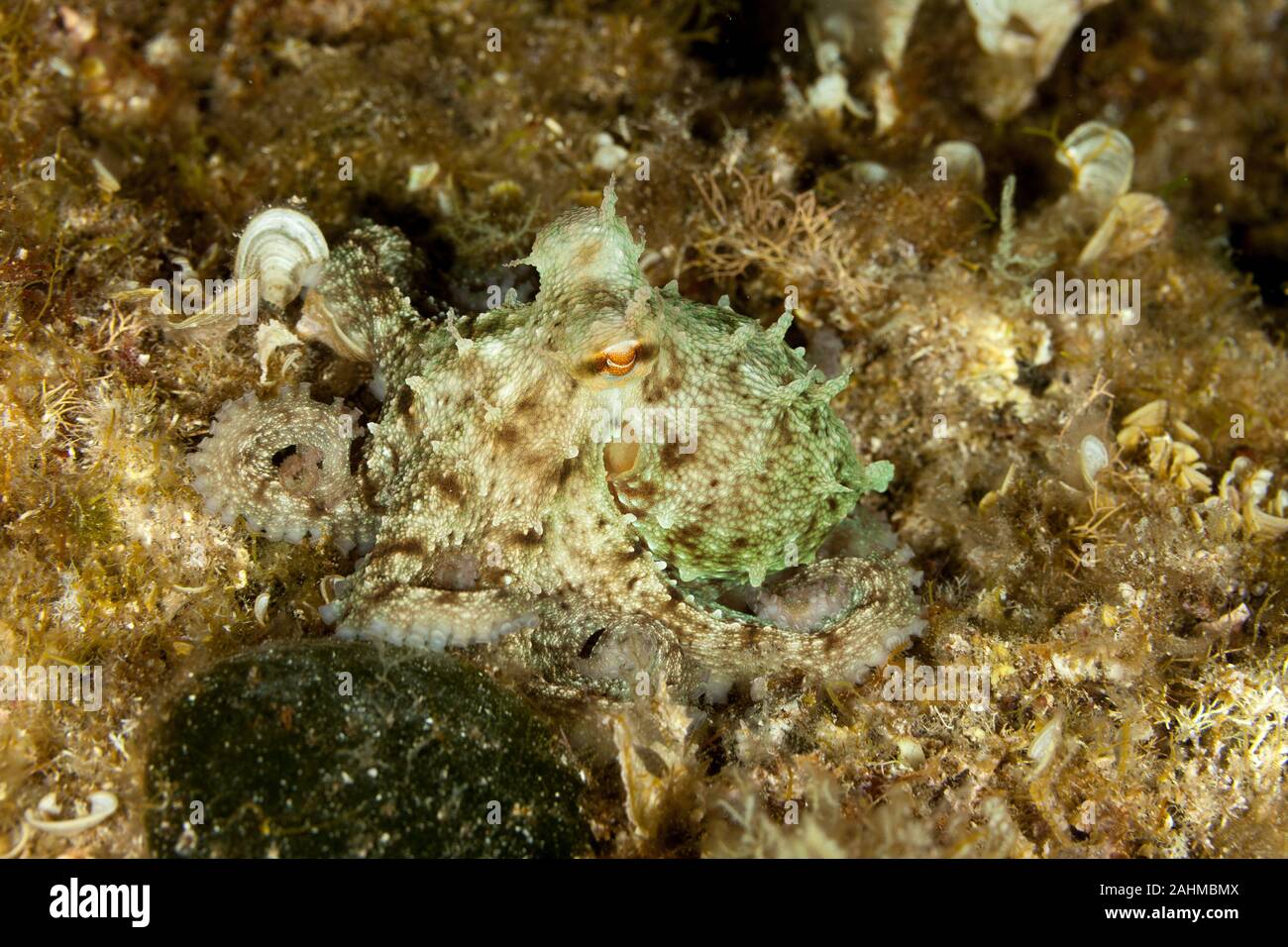 Common octopus, Octopus vulgaris Stock Photo - Alamy