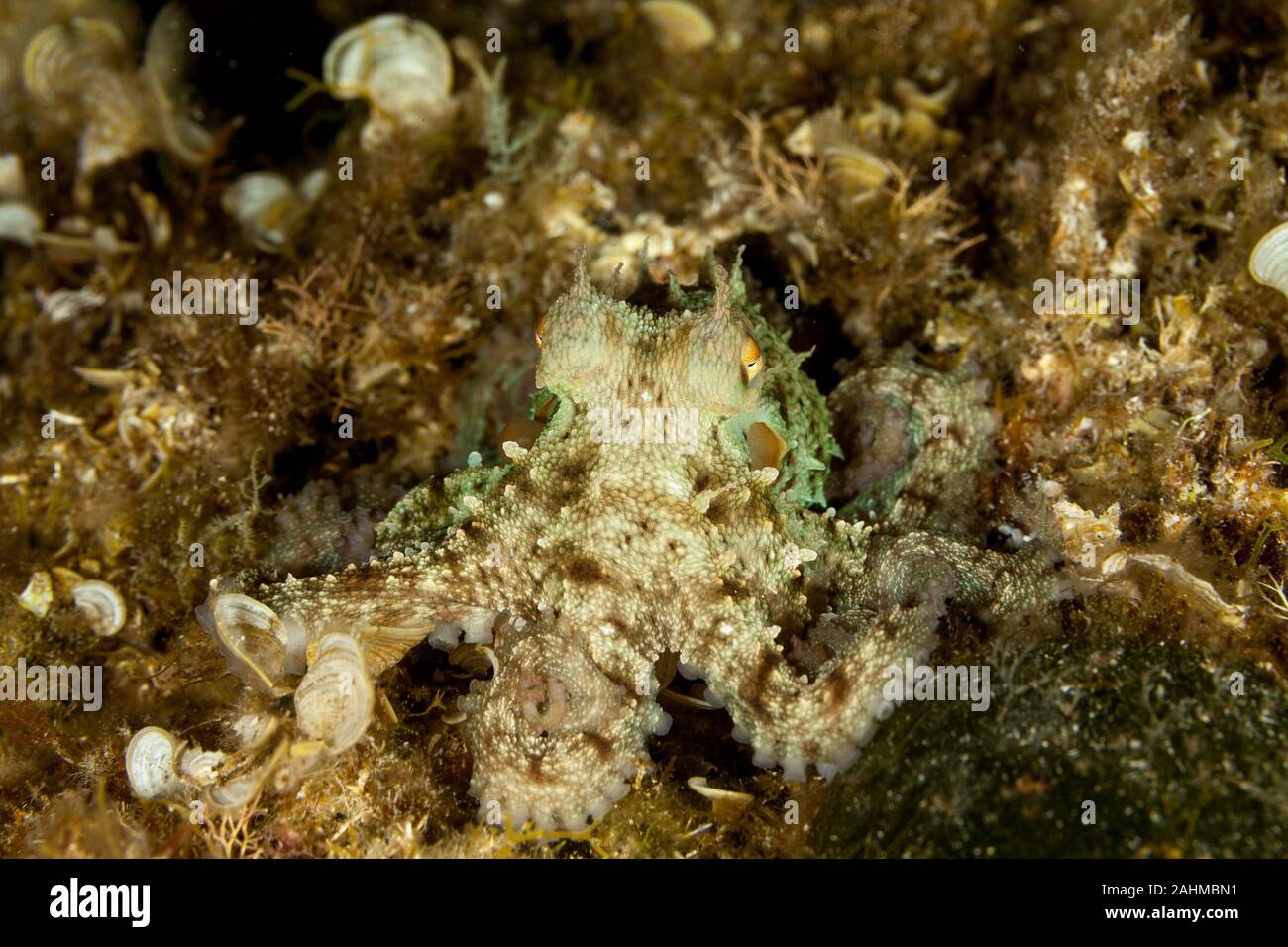 Common octopus, Octopus vulgaris Stock Photo - Alamy