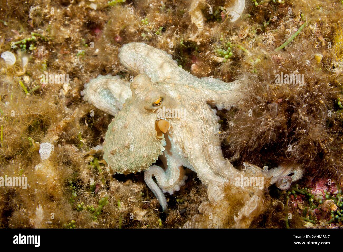 Common octopus, Octopus vulgaris Stock Photo - Alamy