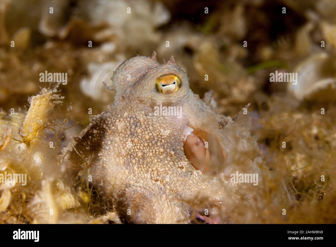 Common octopus, Octopus vulgaris Stock Photo - Alamy