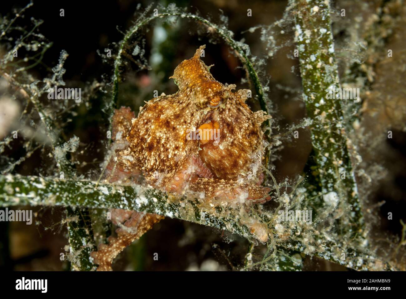 Mollusc underwater croatia octopus hi-res stock photography and images ...