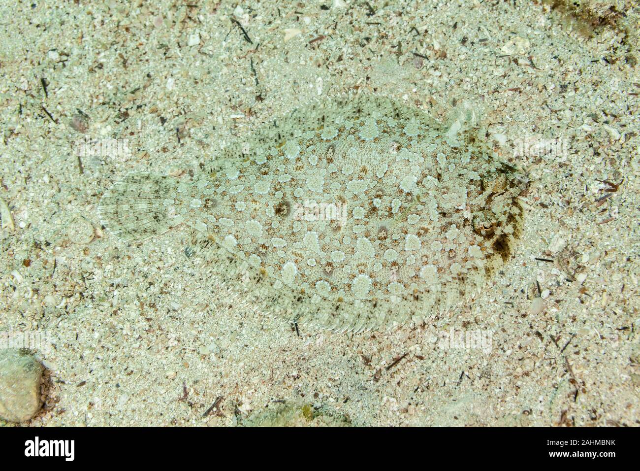 Flatfish are asymmetrical, with both eyes lying on the same side of the ...