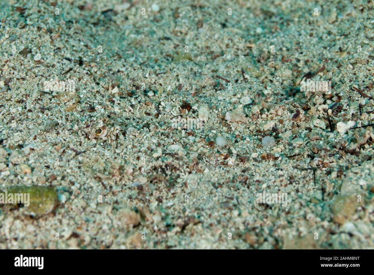 The greater weever hiding in sand, Trachinus draco, Linnaeus 1758, is a ...