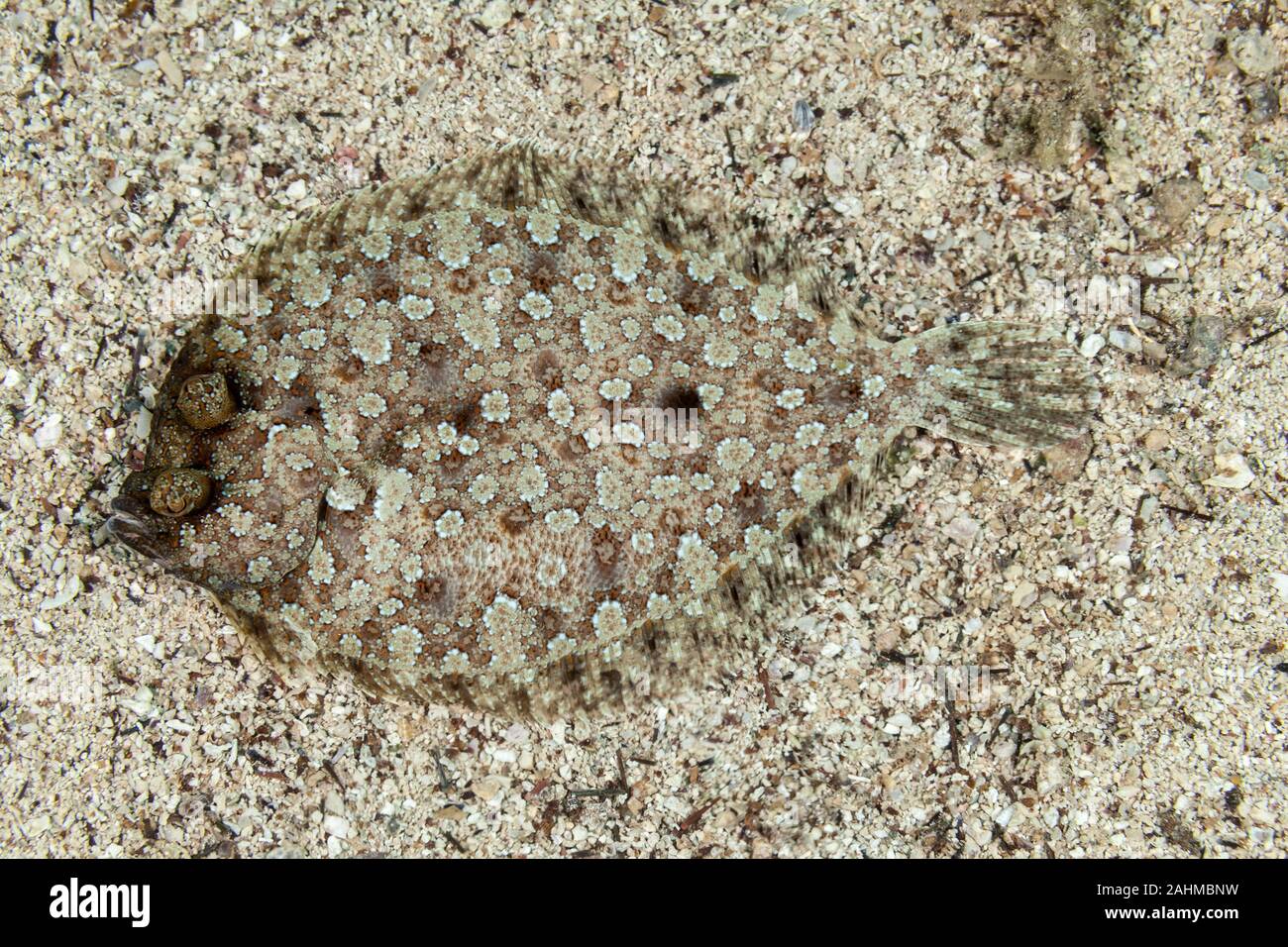 Flat fish sand sole hi-res stock photography and images - Alamy