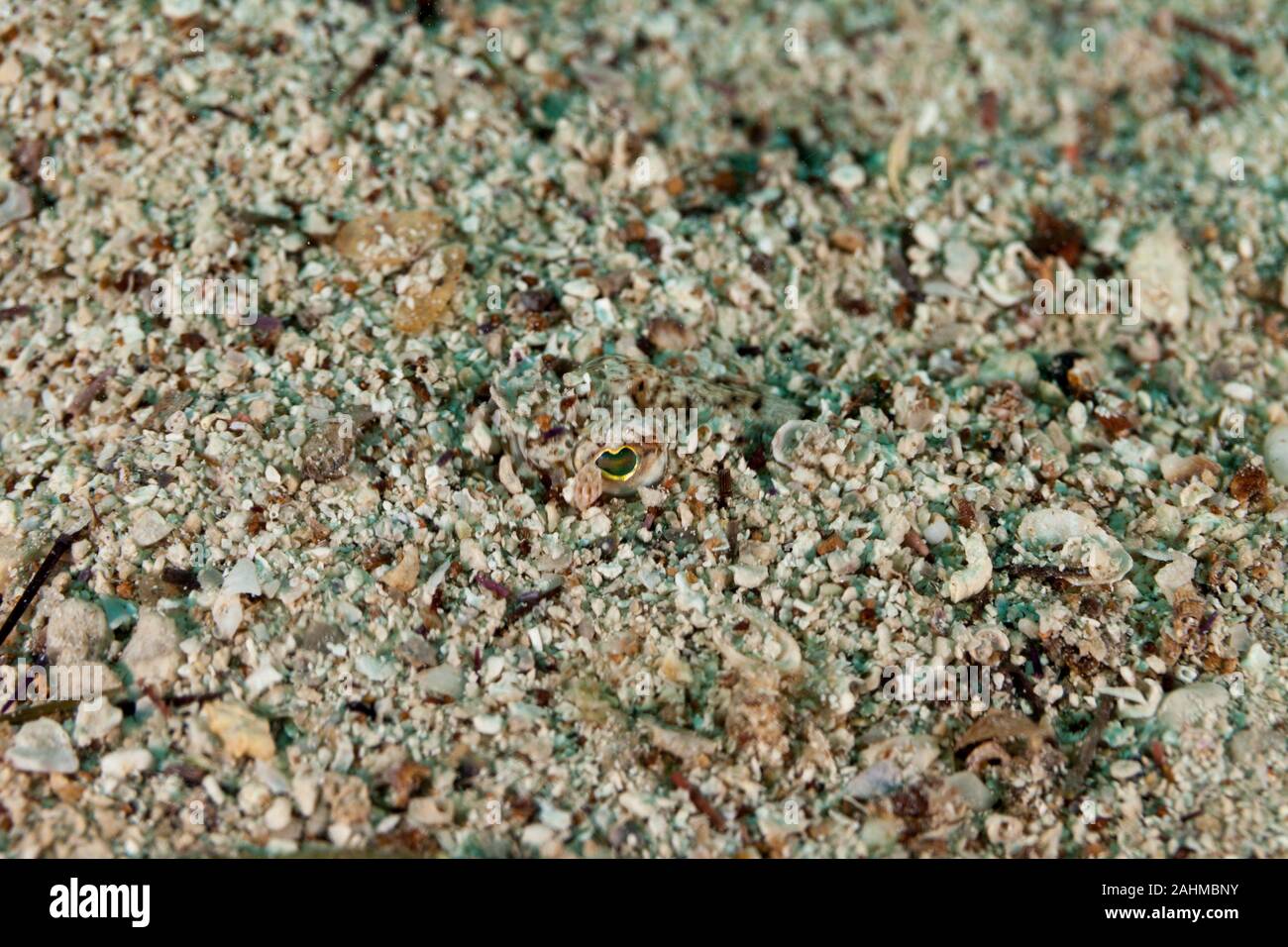 The greater weever hiding in sand, Trachinus draco, Linnaeus 1758, is a ...