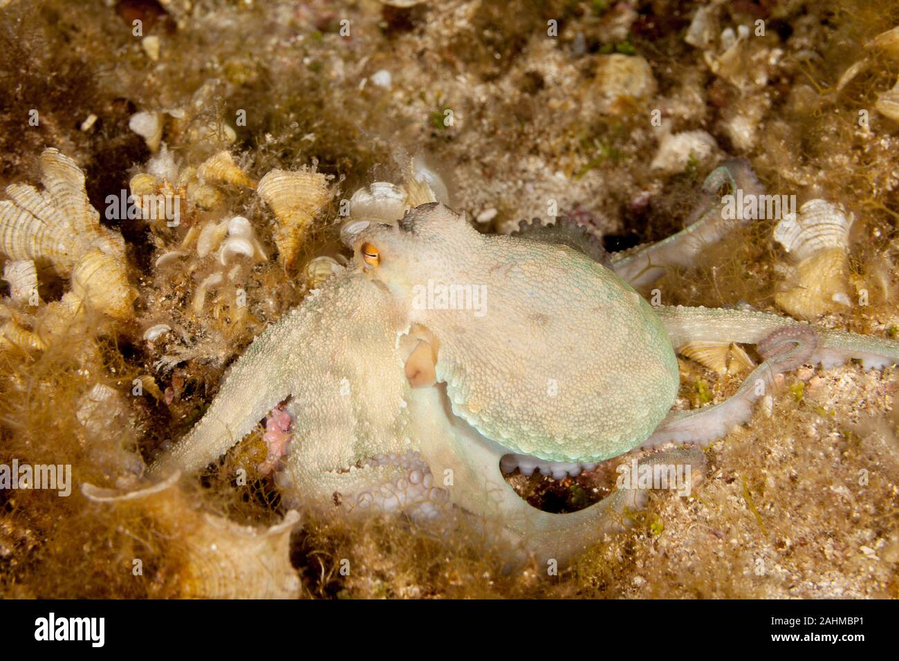 Common octopus, Octopus vulgaris Stock Photo - Alamy