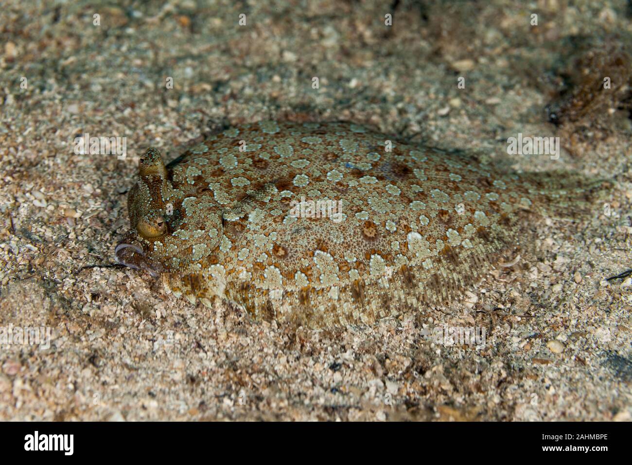 Flatfish are asymmetrical, with both eyes lying on the same side of the ...