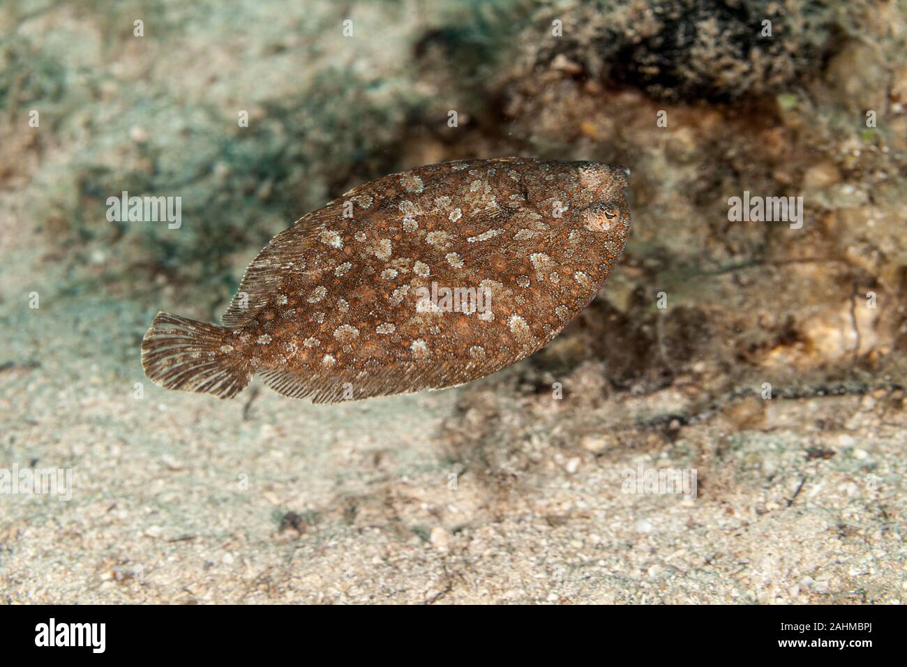 Flatfish are asymmetrical, with both eyes lying on the same side of the ...