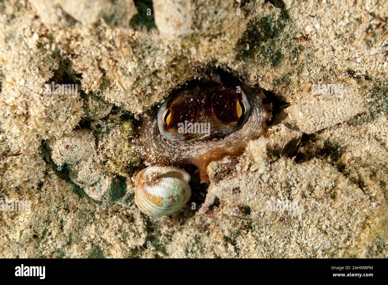 Common octopus, Octopus vulgaris Stock Photo - Alamy