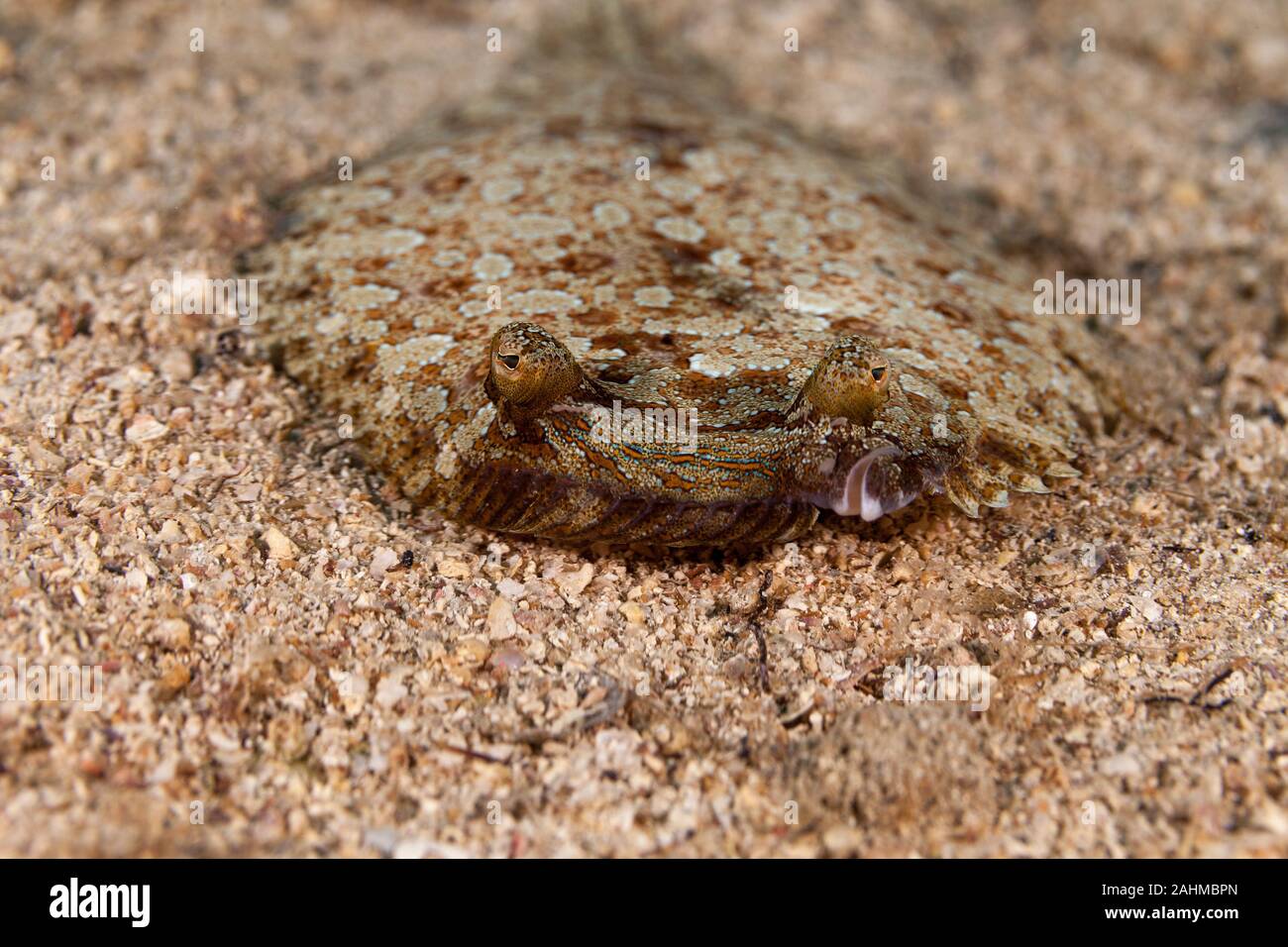 Flatfish are asymmetrical, with both eyes lying on the same side of the ...