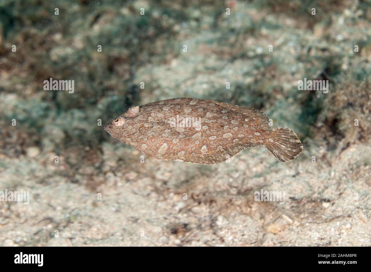 Flatfish are asymmetrical, with both eyes lying on the same side of the ...