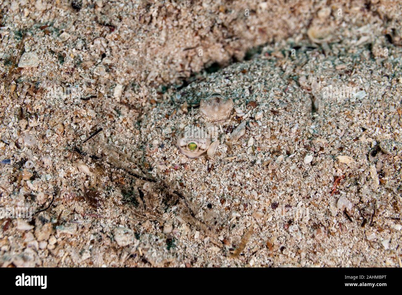 Flatfish are asymmetrical, with both eyes lying on the same side of the ...