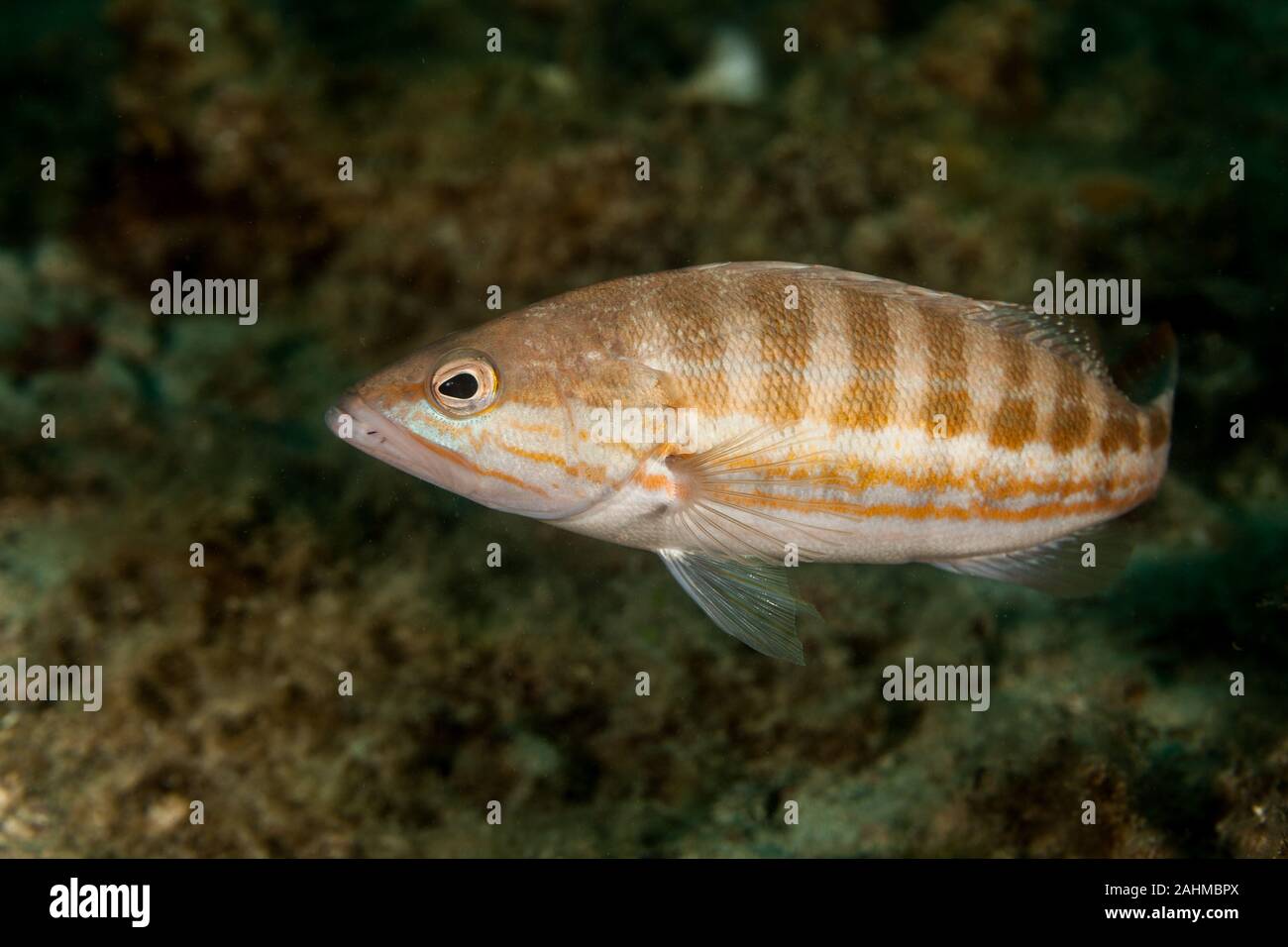 Comber fish in the mediterranean sea hi-res stock photography and ...