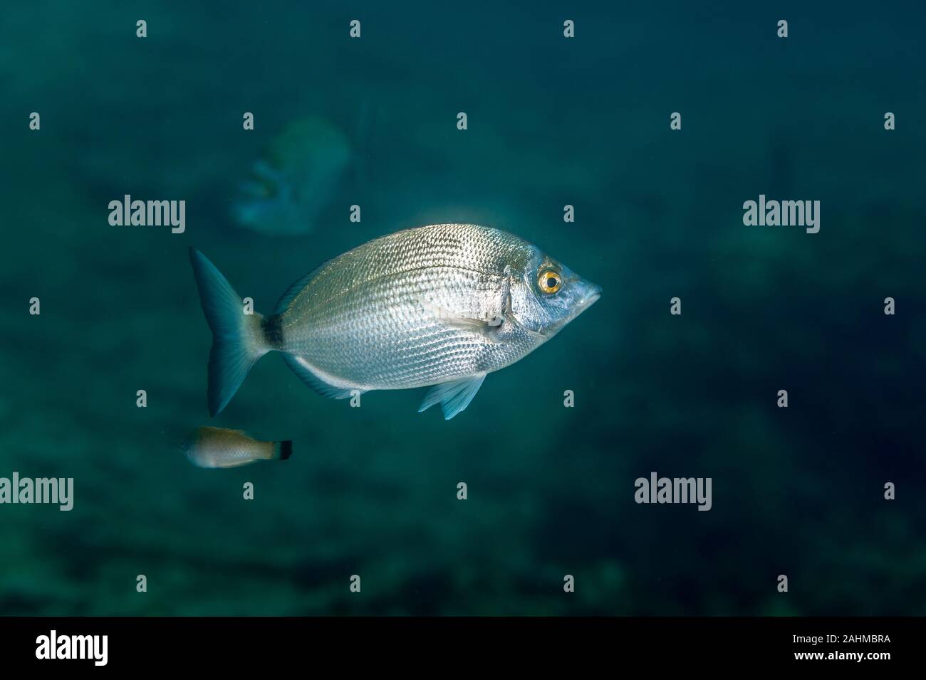 The sargo or white seabream, Diplodus sargus is a species of seabream ...