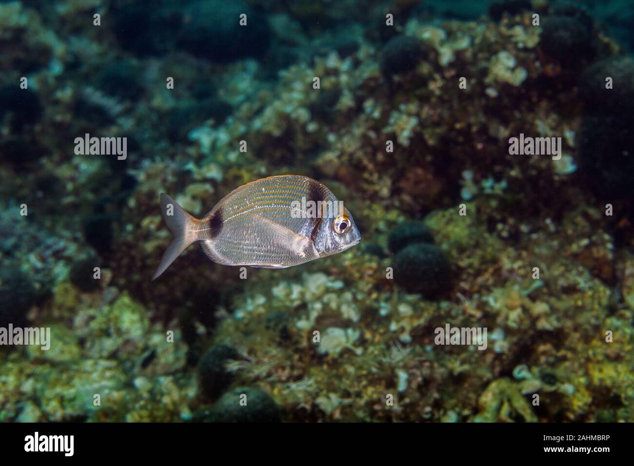 The common two-banded sea bream, Diplodus vulgaris is a species of ...