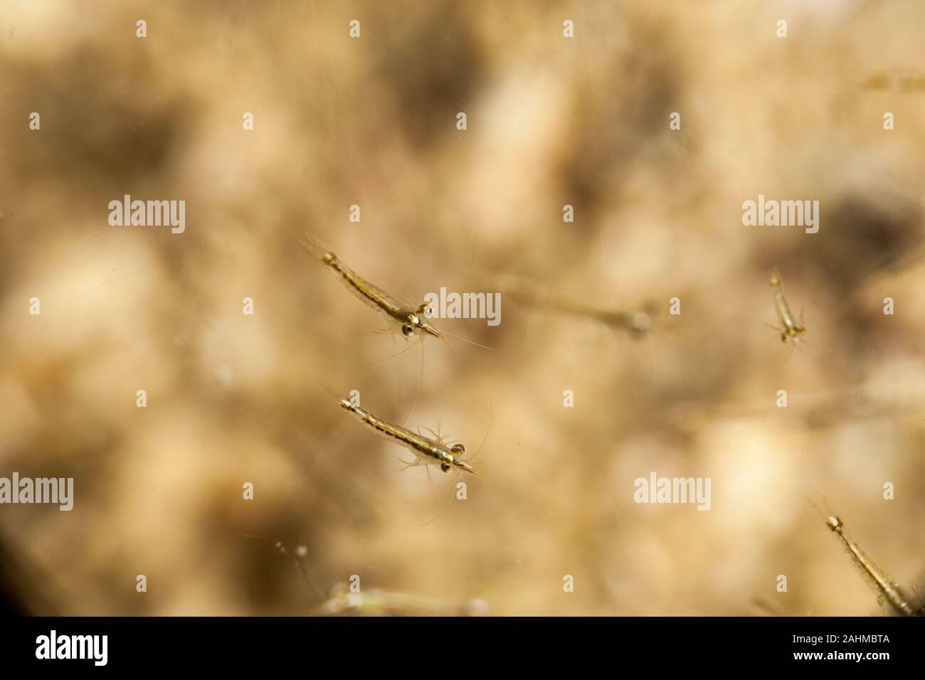 Krill are small crustaceans of the order Euphausiacea, and are found in ...