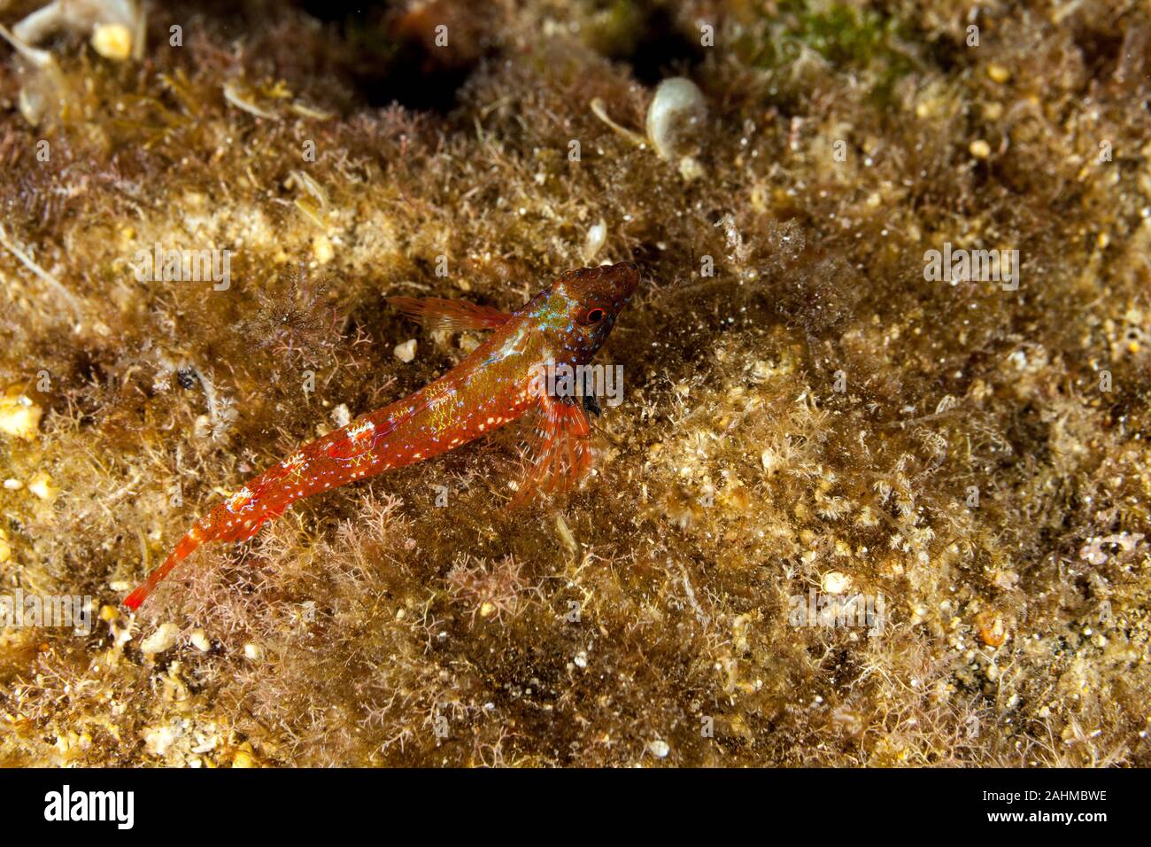 Red pointed head fish, Tripterygion melanurus Stock Photo - Alamy